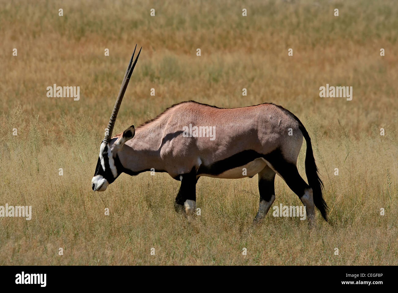 Safari oryx hi-res stock photography and images - Alamy