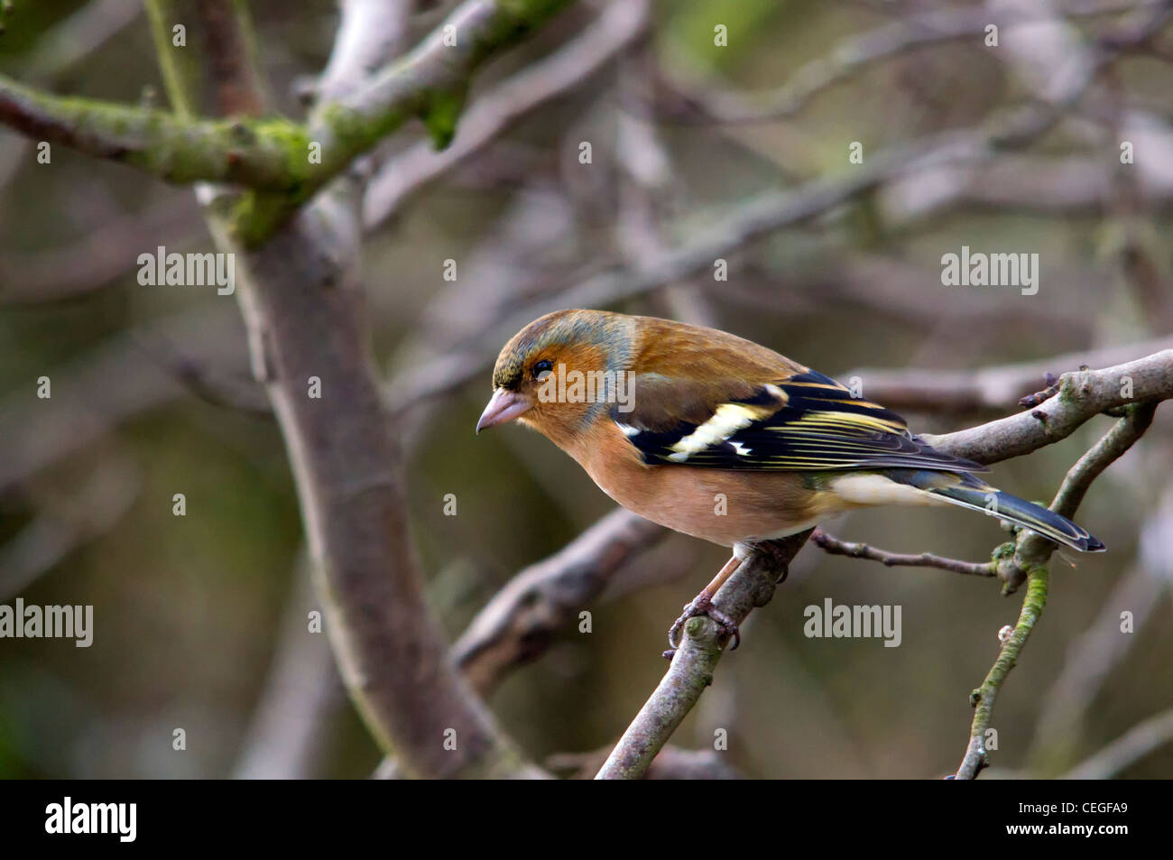 Chaffinch - Bird Stock Photo - Alamy
