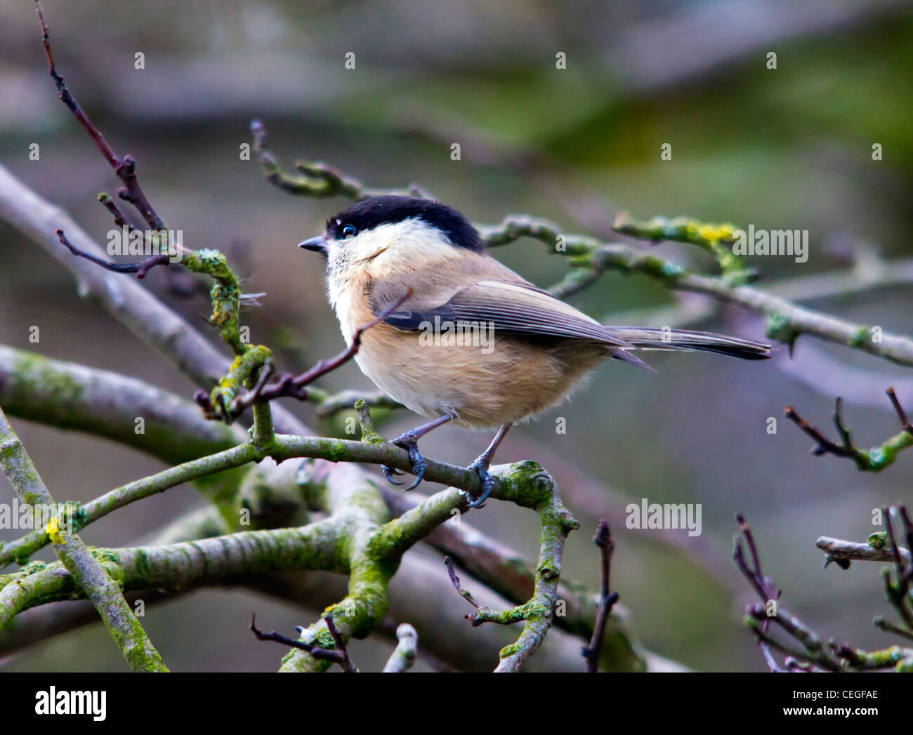 Willow tit (Parus montanus Stock Photo - Alamy