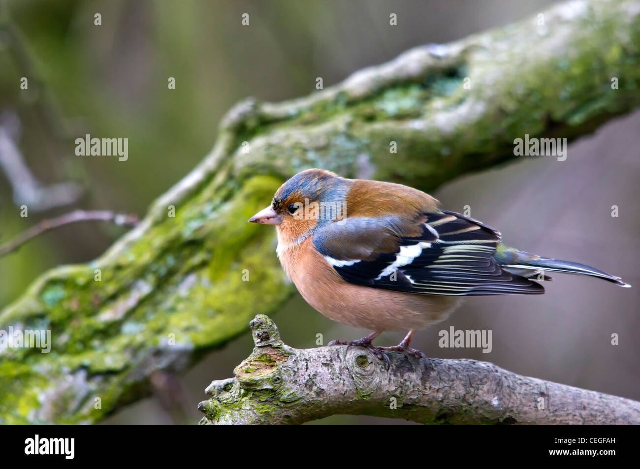 Chaffinch - Bird Stock Photo - Alamy