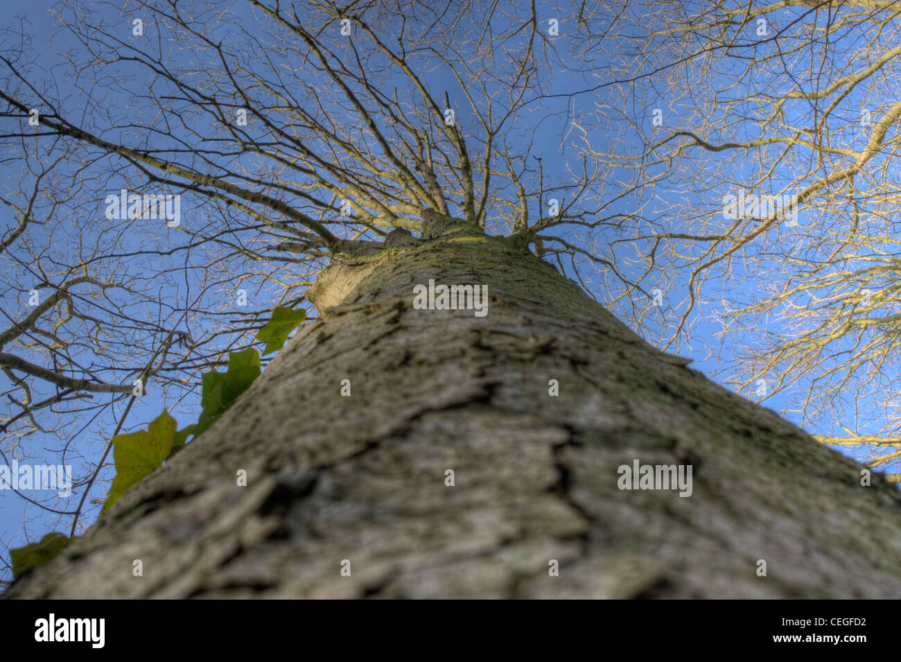 Looking up at winter tree canopy hi-res stock photography and images ...
