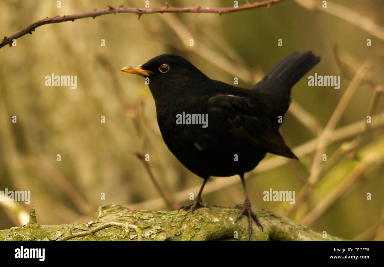 Eurasian blackbird yorkshire hi-res stock photography and images - Alamy