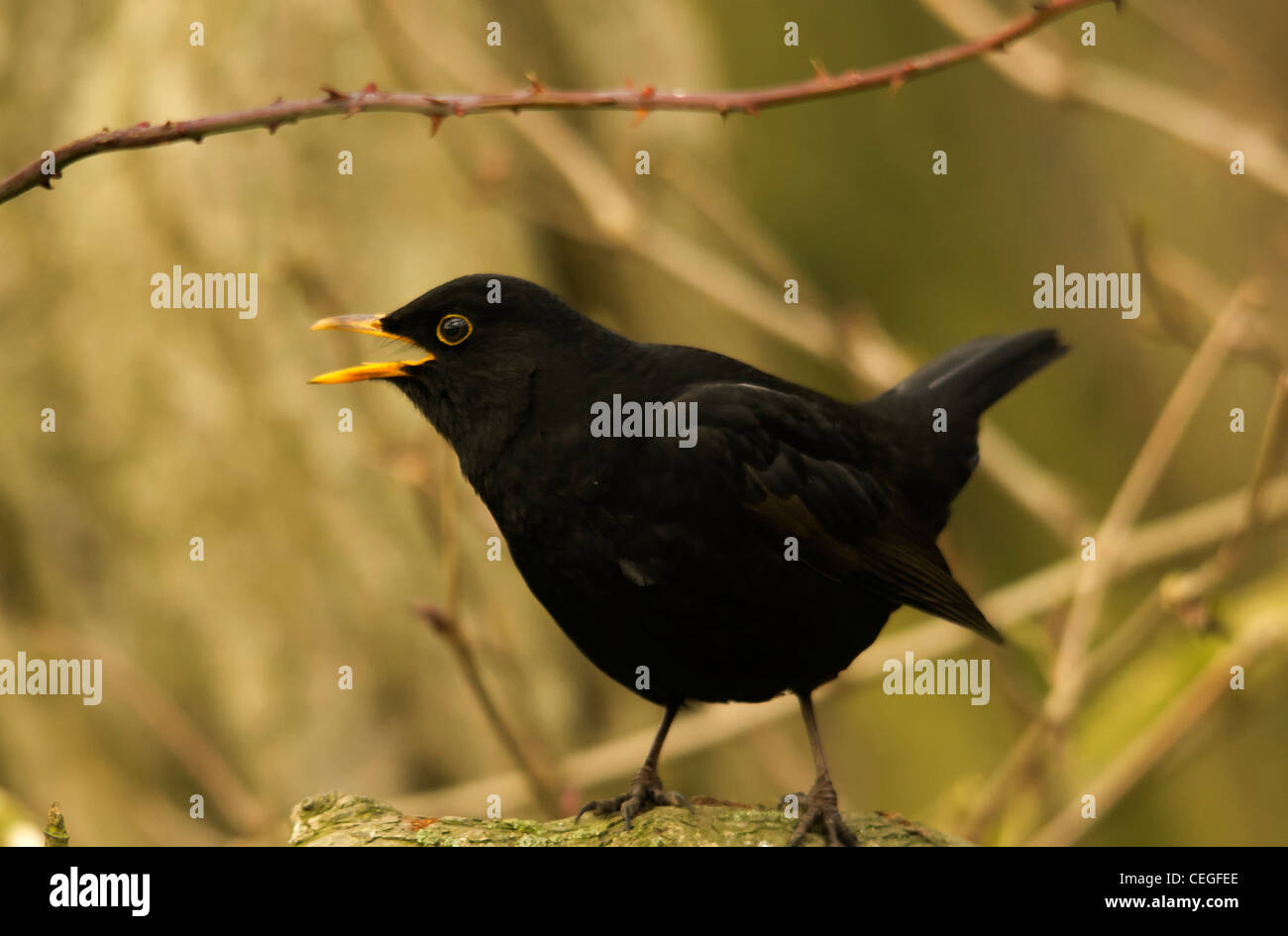 Eurasian blackbird yorkshire hi-res stock photography and images - Alamy