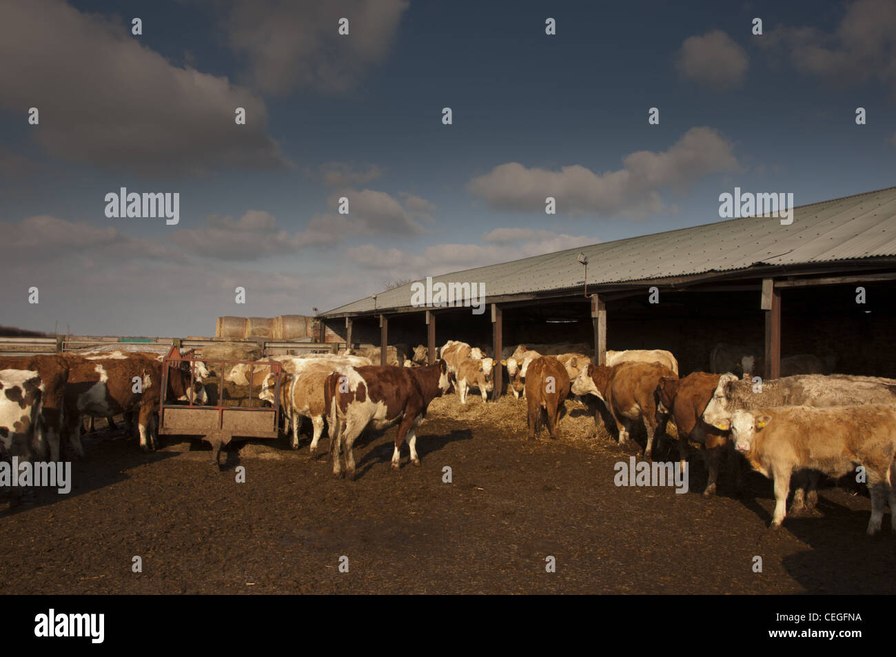 Cattle shelter in yard and sheds Winter Stock Photo - Alamy