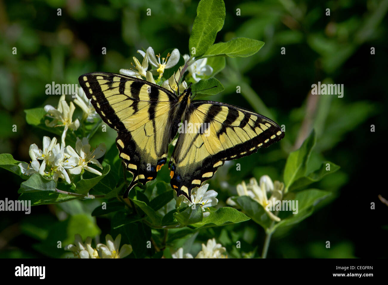 Eastern tiger swallowtail Stock Photo - Alamy