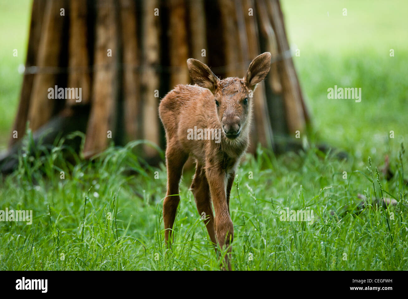 Baby moose hi-res stock photography and images - Alamy