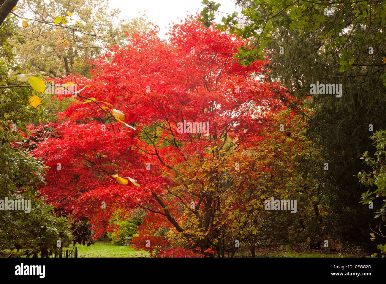 Wood woodland arboretum hi-res stock photography and images - Alamy