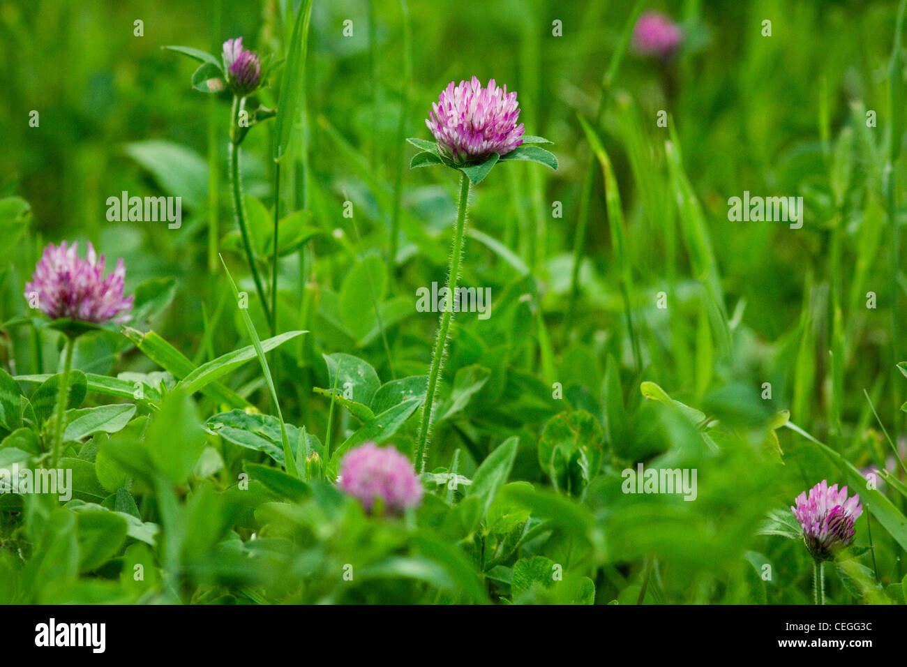 Nectar rich clover hi-res stock photography and images - Alamy