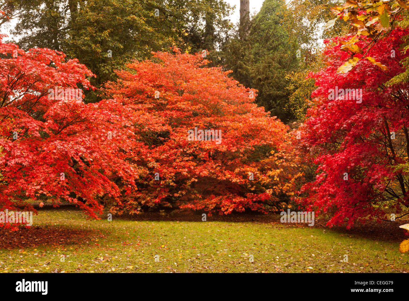 Woodland fall colors hi-res stock photography and images - Alamy