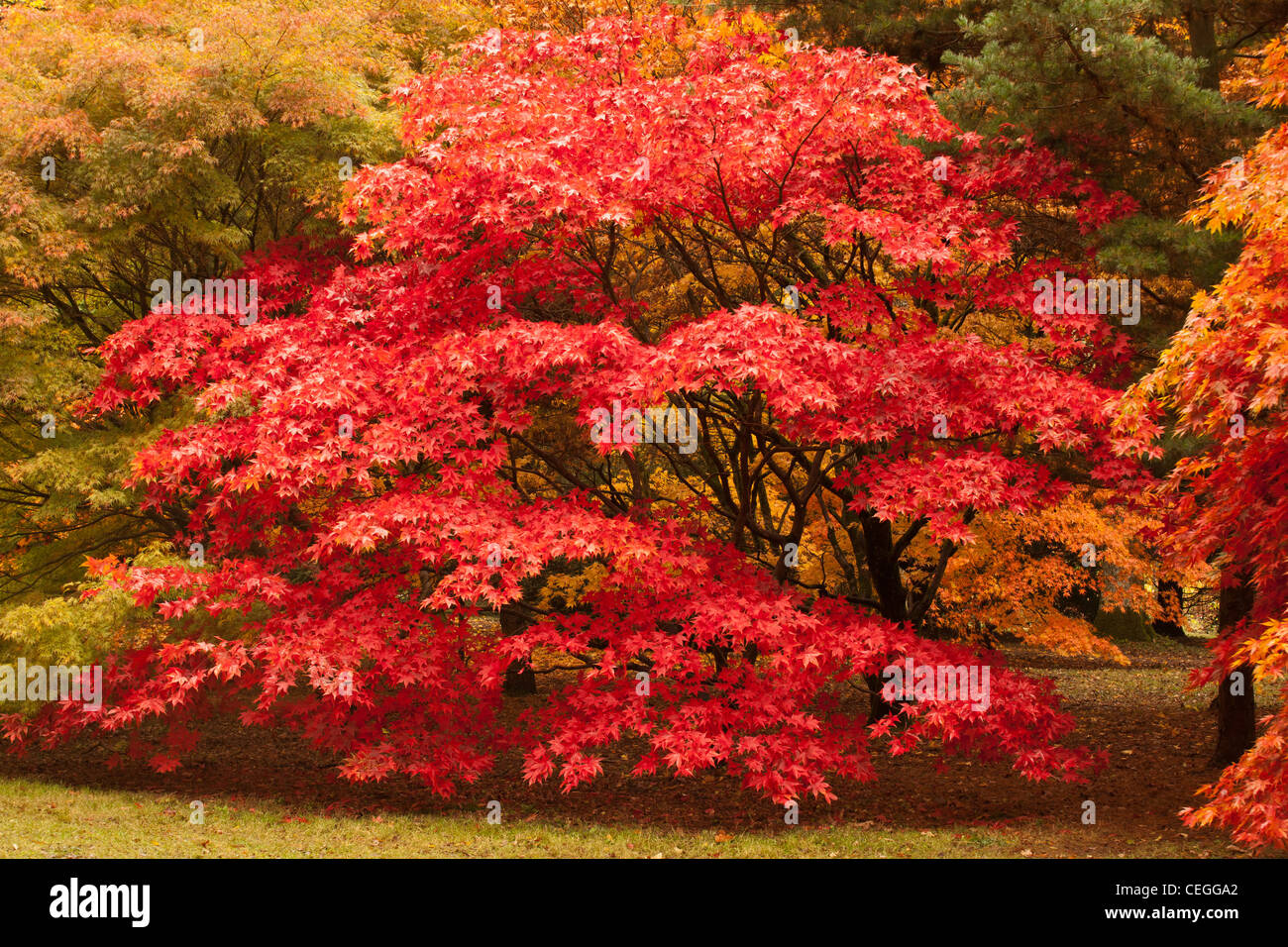 Wood woodland arboretum hi-res stock photography and images - Alamy