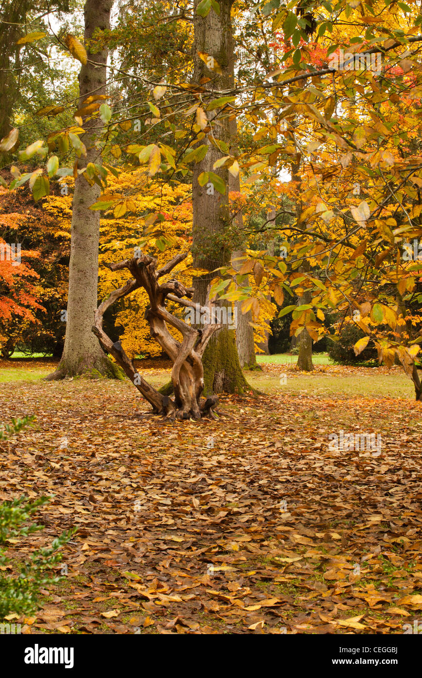 autumn fall woodland colors,wood sculture,woodland clearing Stock Photo ...