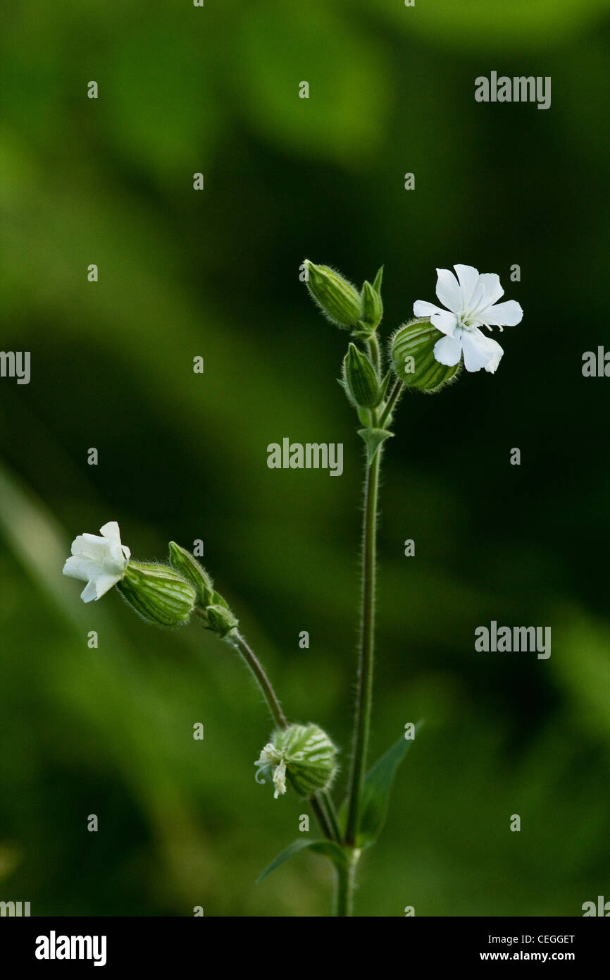 White bladder flower hi-res stock photography and images - Alamy