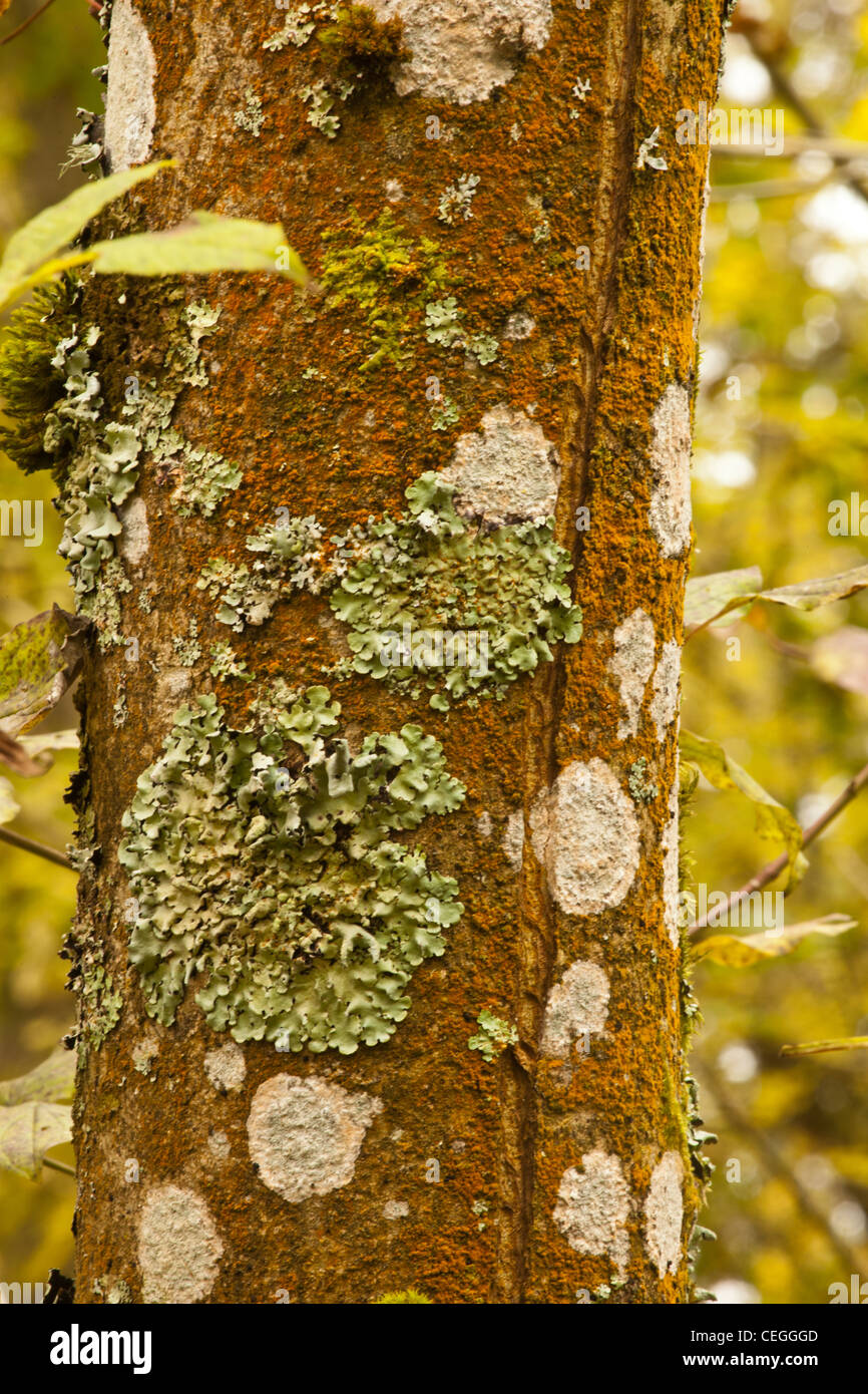 lichen covered tree trunk Stock Photo - Alamy lichen covered tree trunk Stock Photo - Alamy