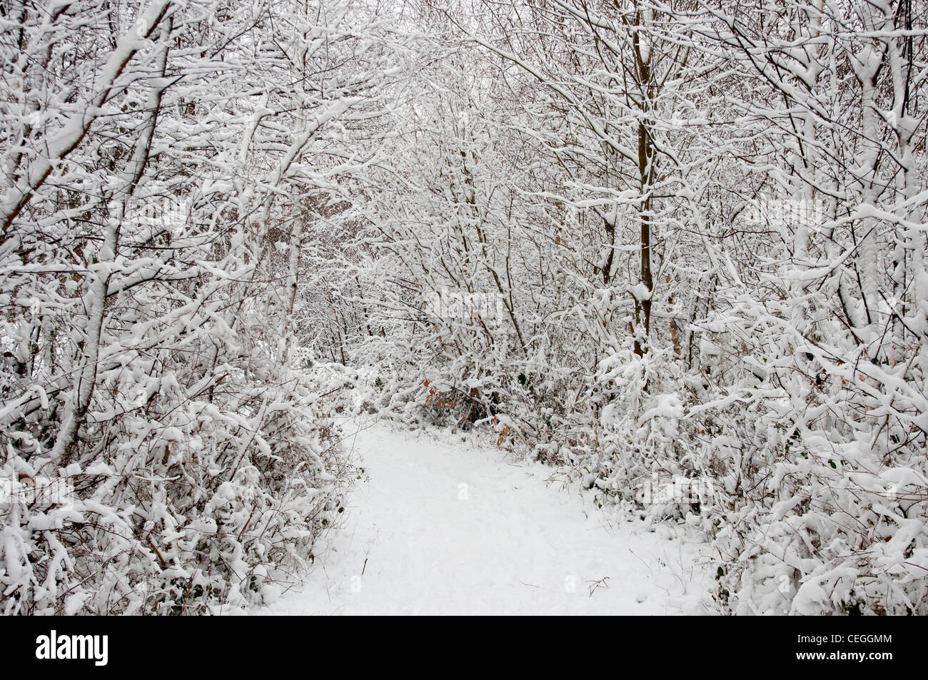 Snow in Blean woods kent england uk Stock Photo - Alamy