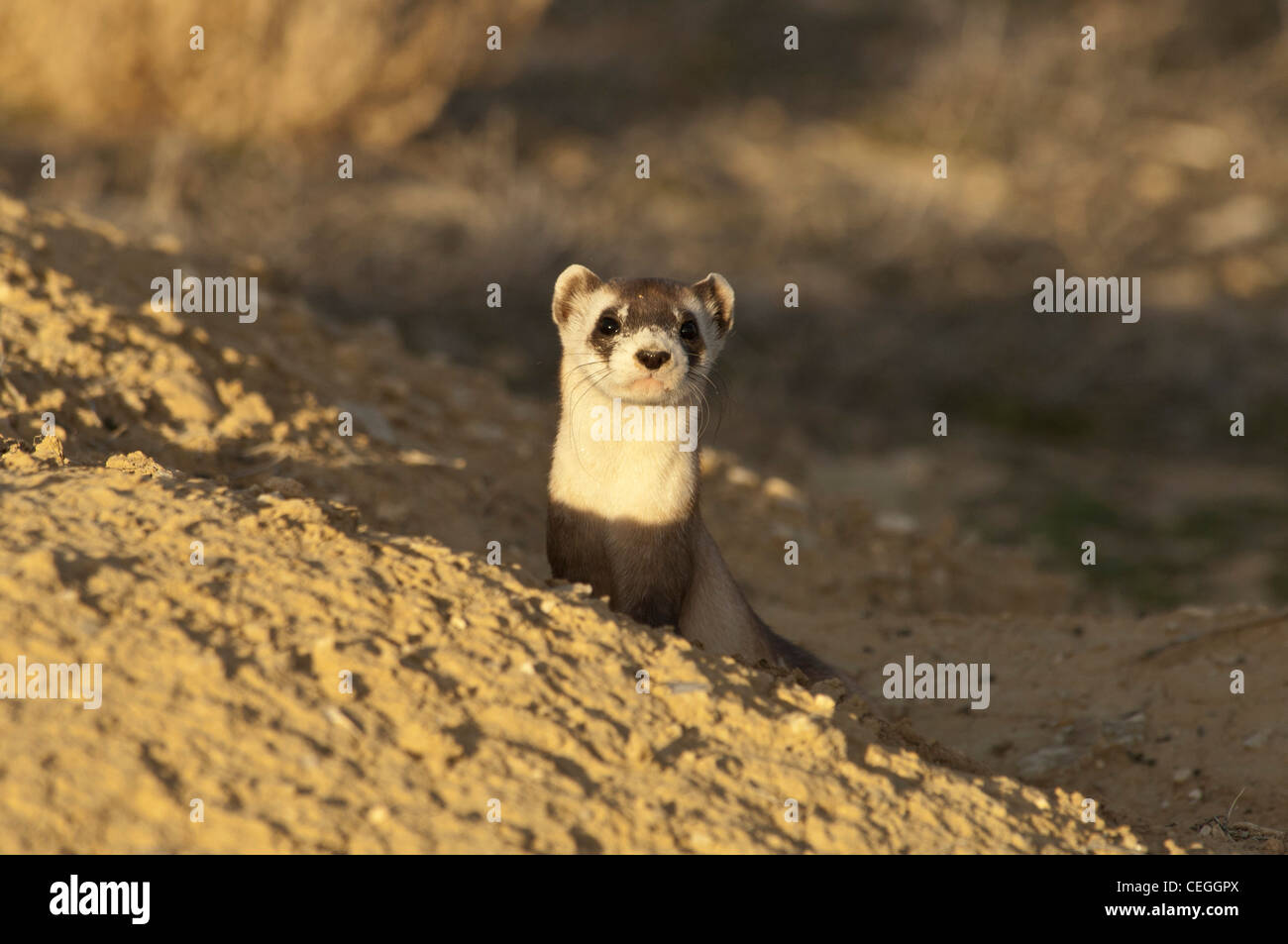 Black footed ferret hi-res stock photography and images - Alamy
