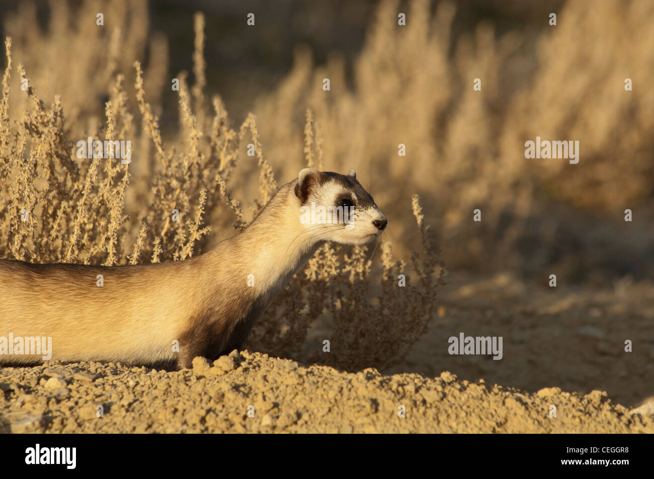 Stock photo of a wild black-footed ferret at his burrow Stock Photo - Alamy