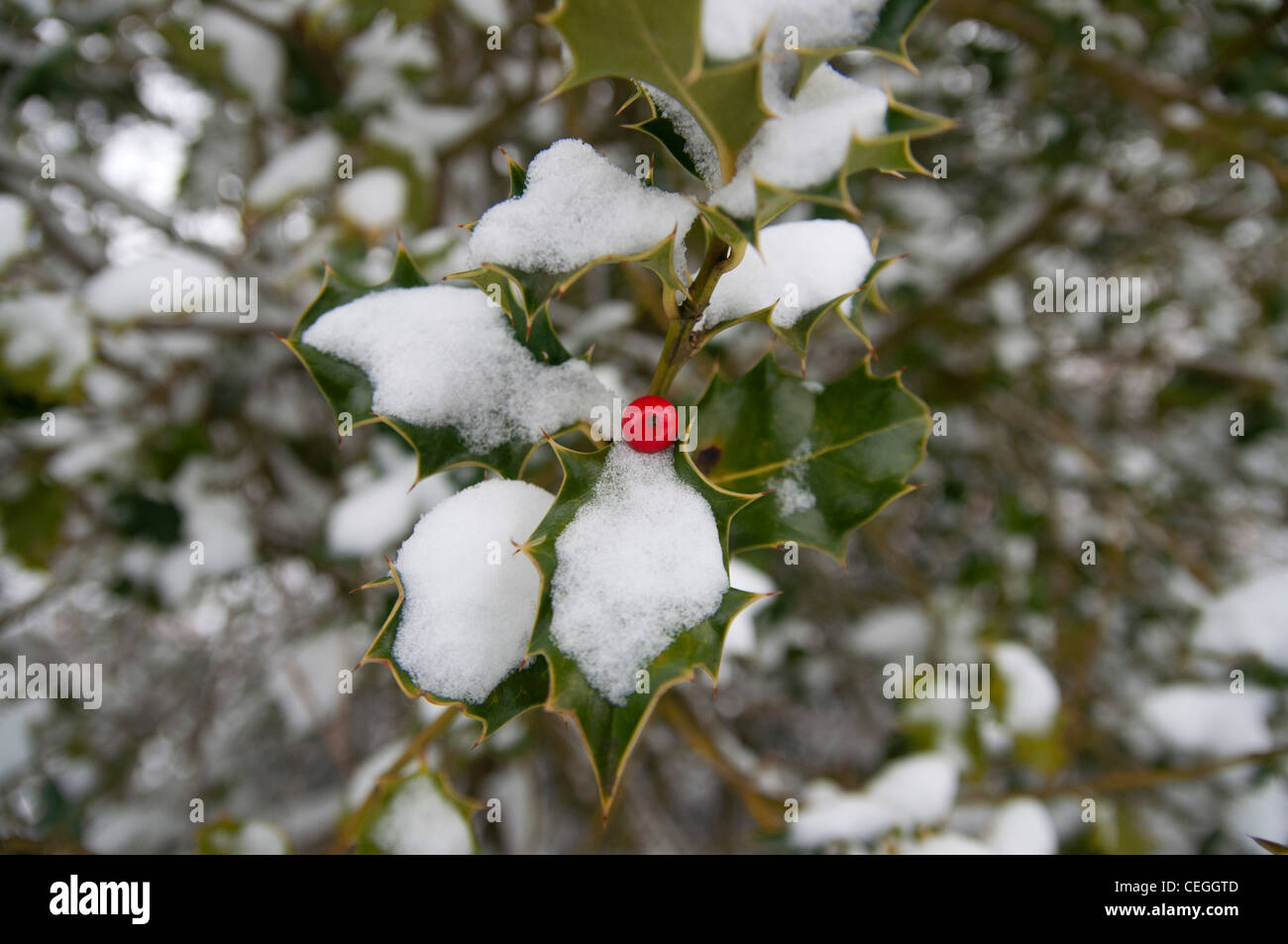 Blean woods hi-res stock photography and images - Alamy