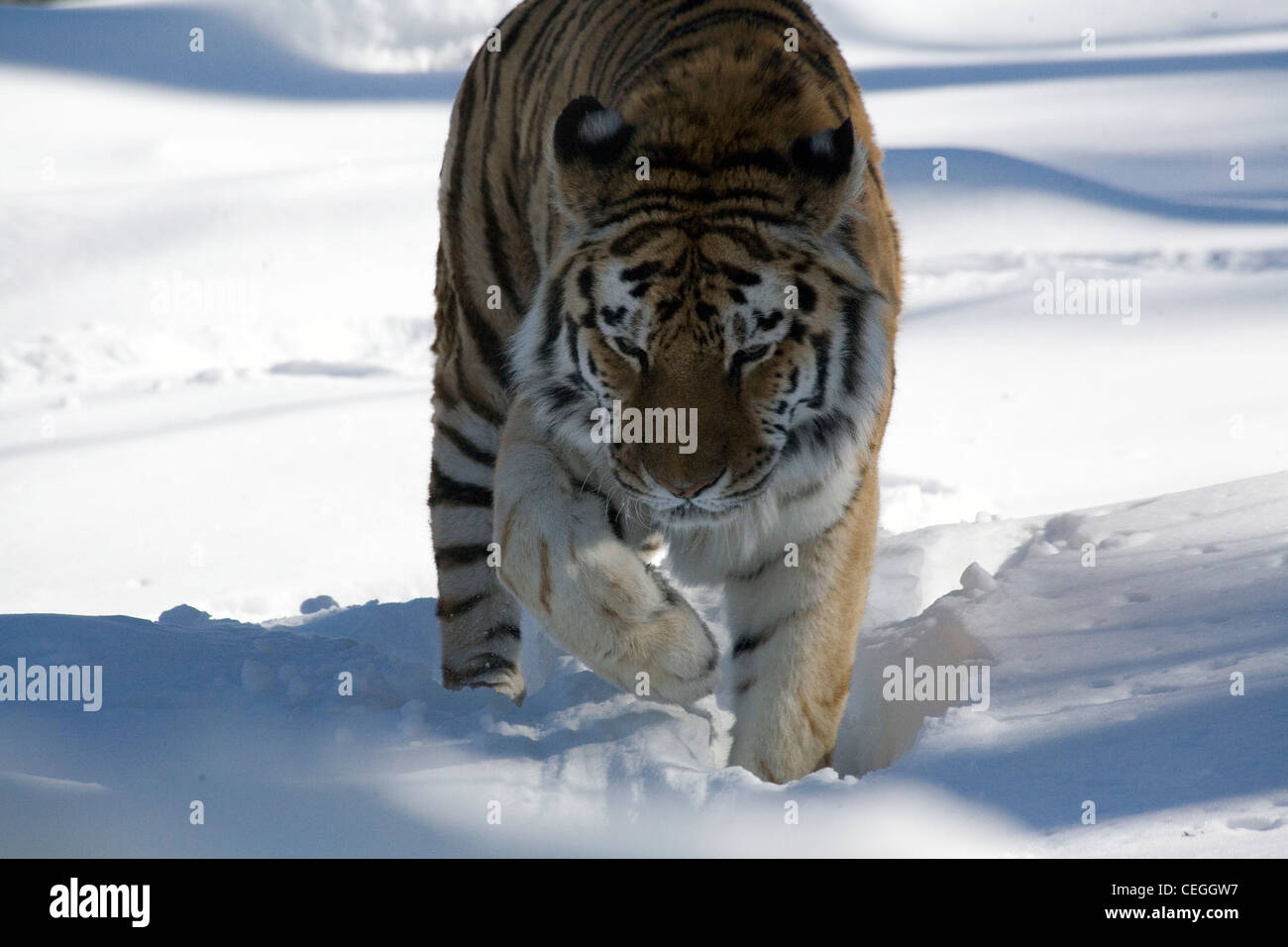 Siberian tigers hunting hi-res stock photography and images - Alamy