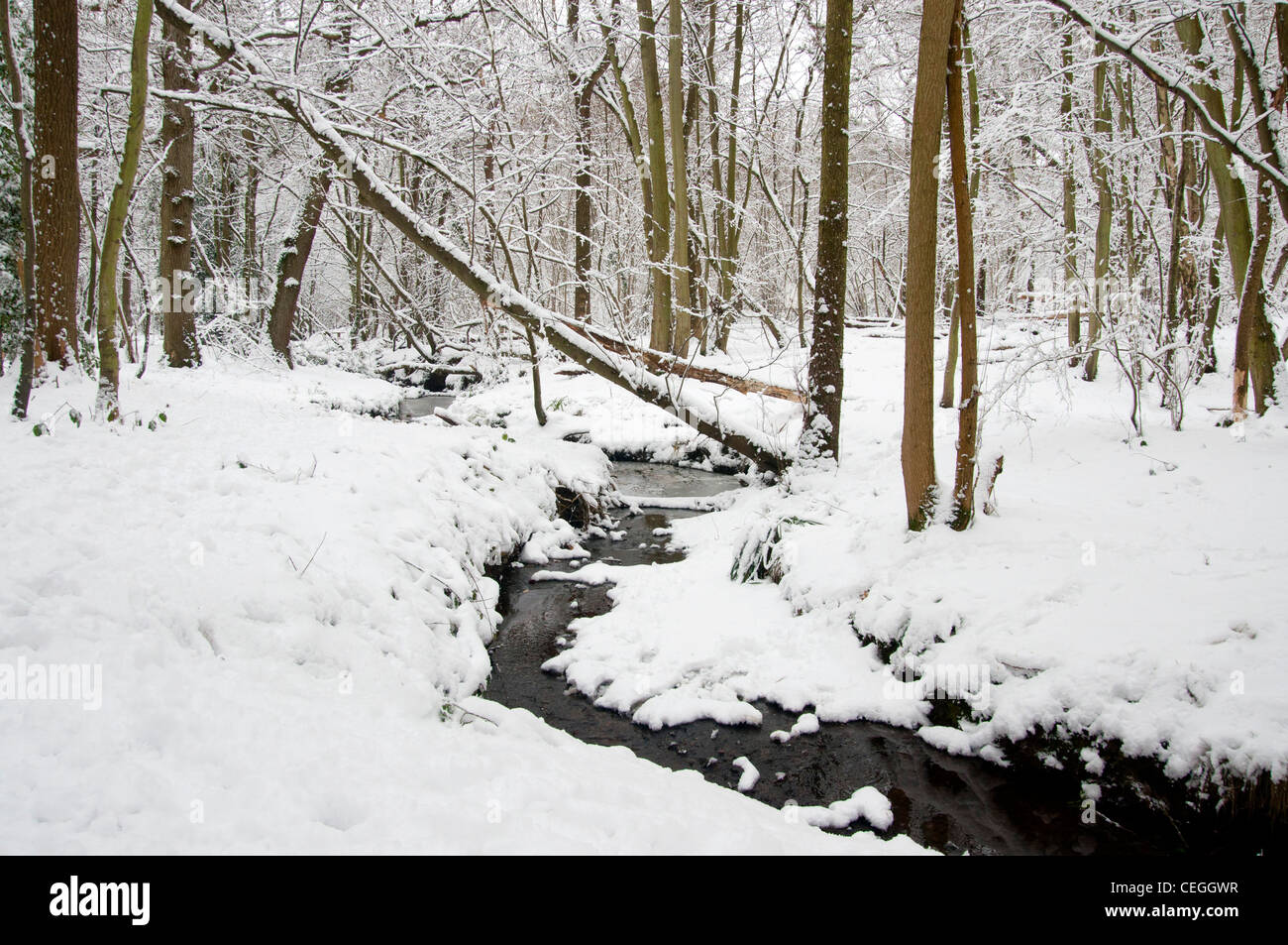 frozen river in Snowy forest in Blean woods kent england UK Stock Photo ...