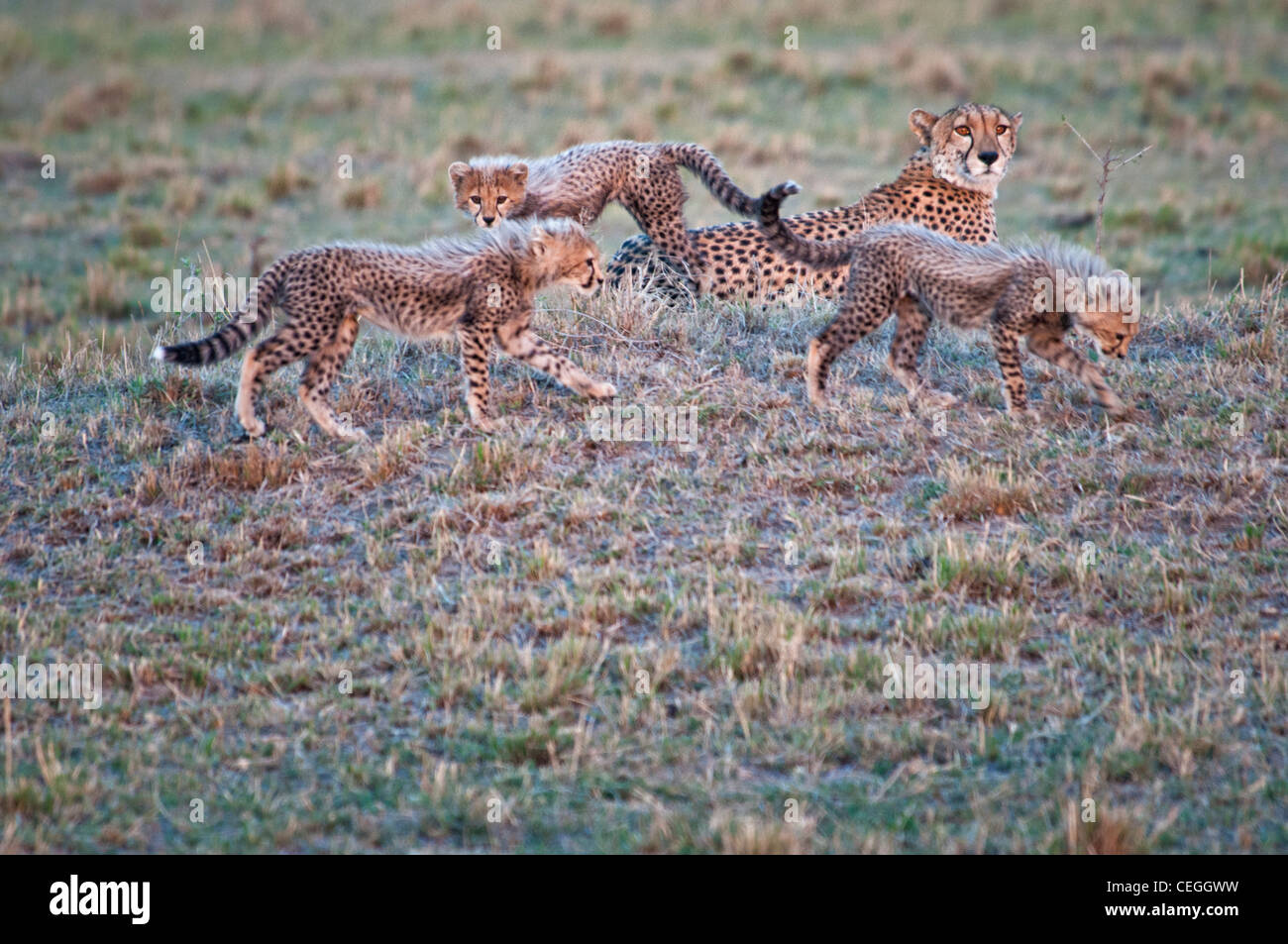 Three wild animals hi-res stock photography and images - Alamy