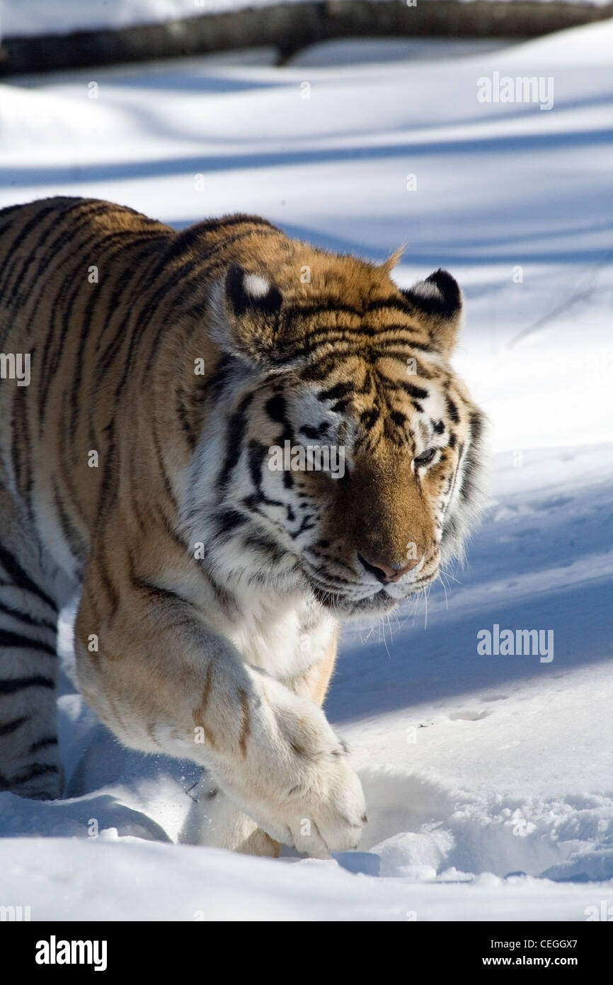 Eastern siberian family hi-res stock photography and images - Alamy