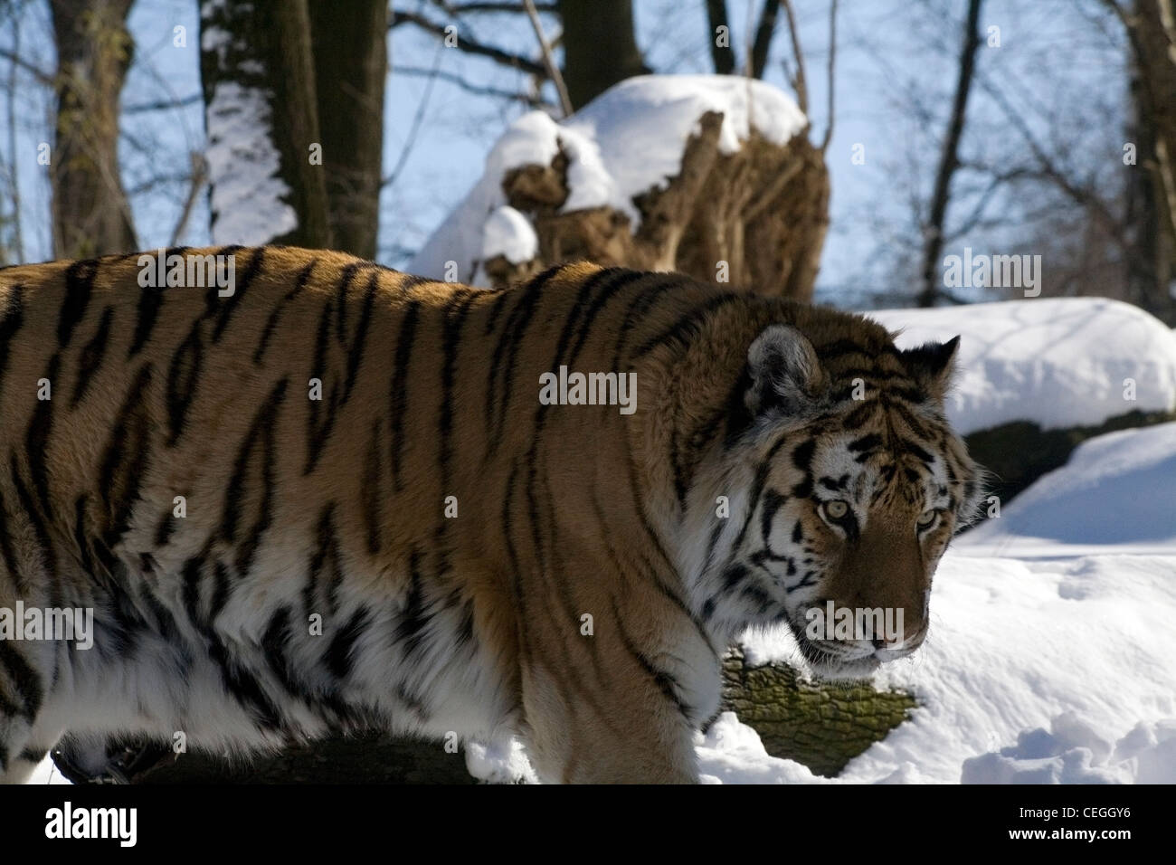 The Siberian tiger in the snow Stock Photo - Alamy