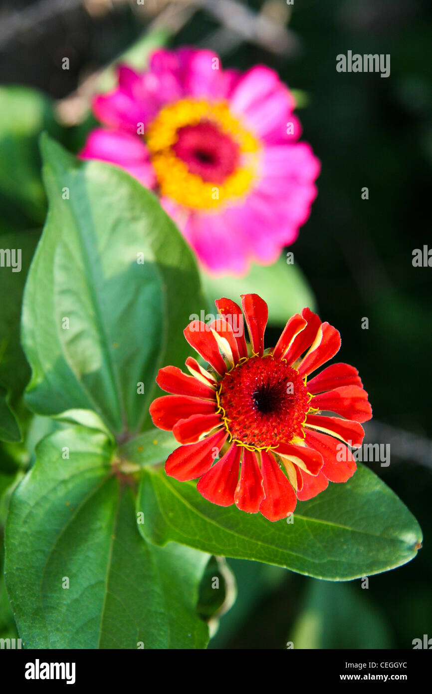 Red and pink flower Stock Photo - Alamy