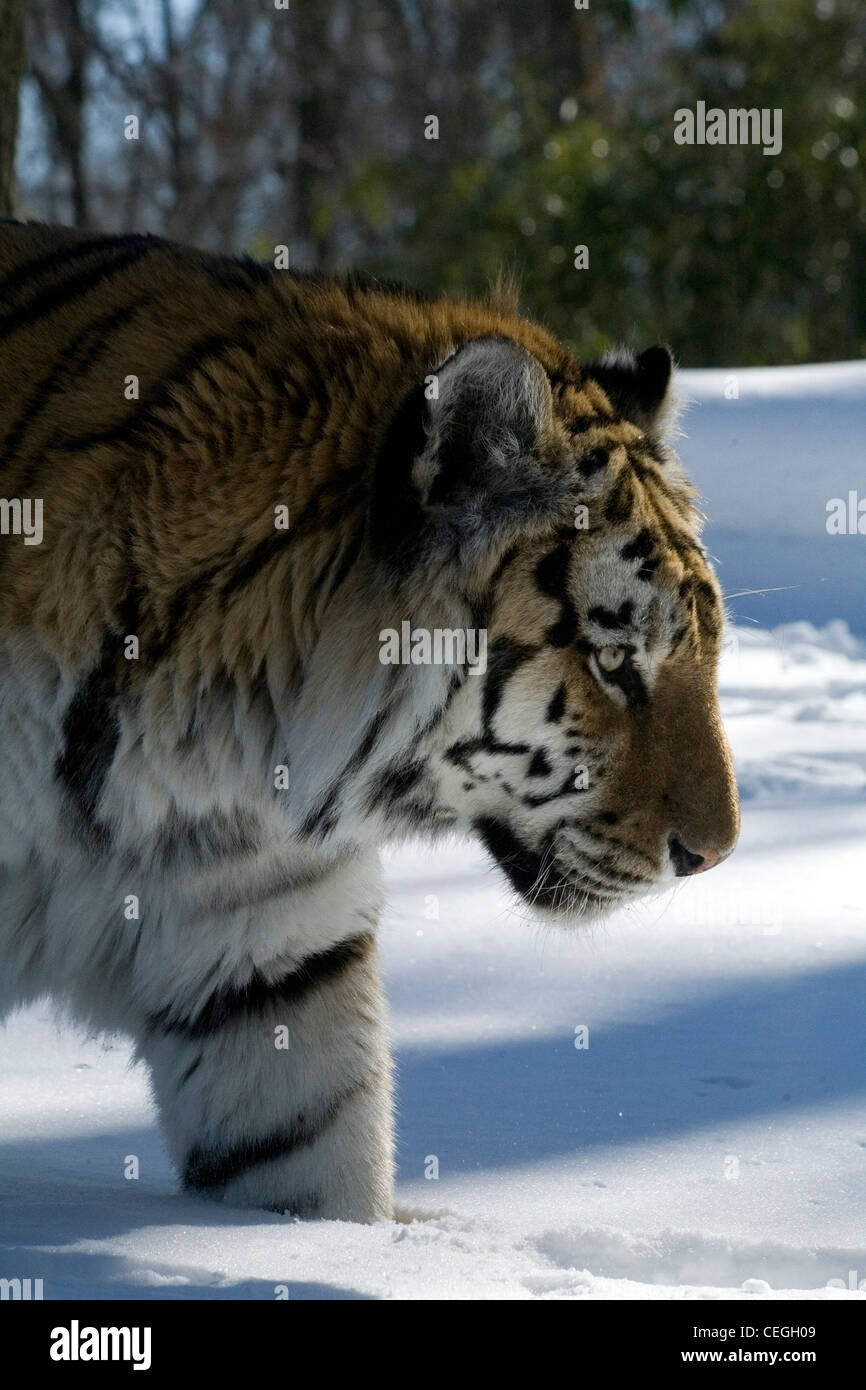 Tiger waking hi-res stock photography and images - Alamy