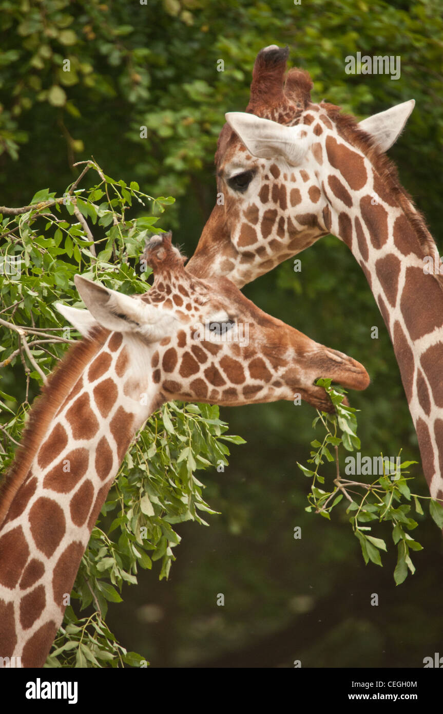 Two giraffes eating lunch Stock Photo - Alamy