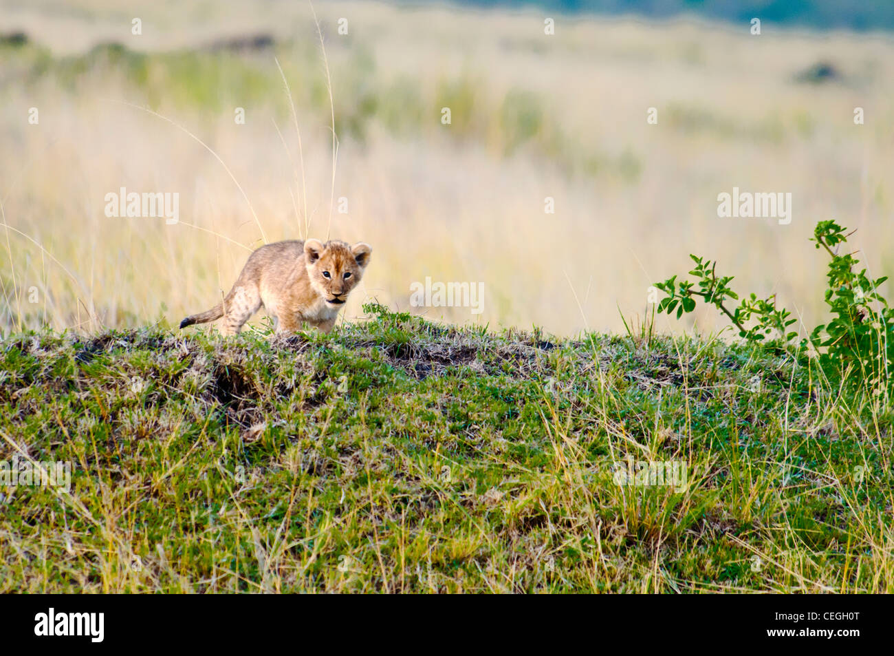 Cute cub lion hi-res stock photography and images - Alamy
