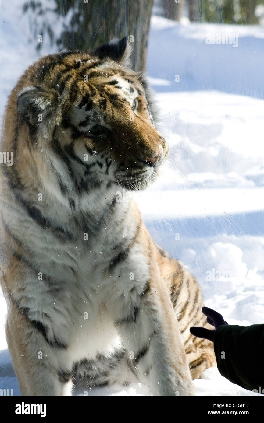 The Siberian tiger with a hand in the fore ground Stock Photo - Alamy