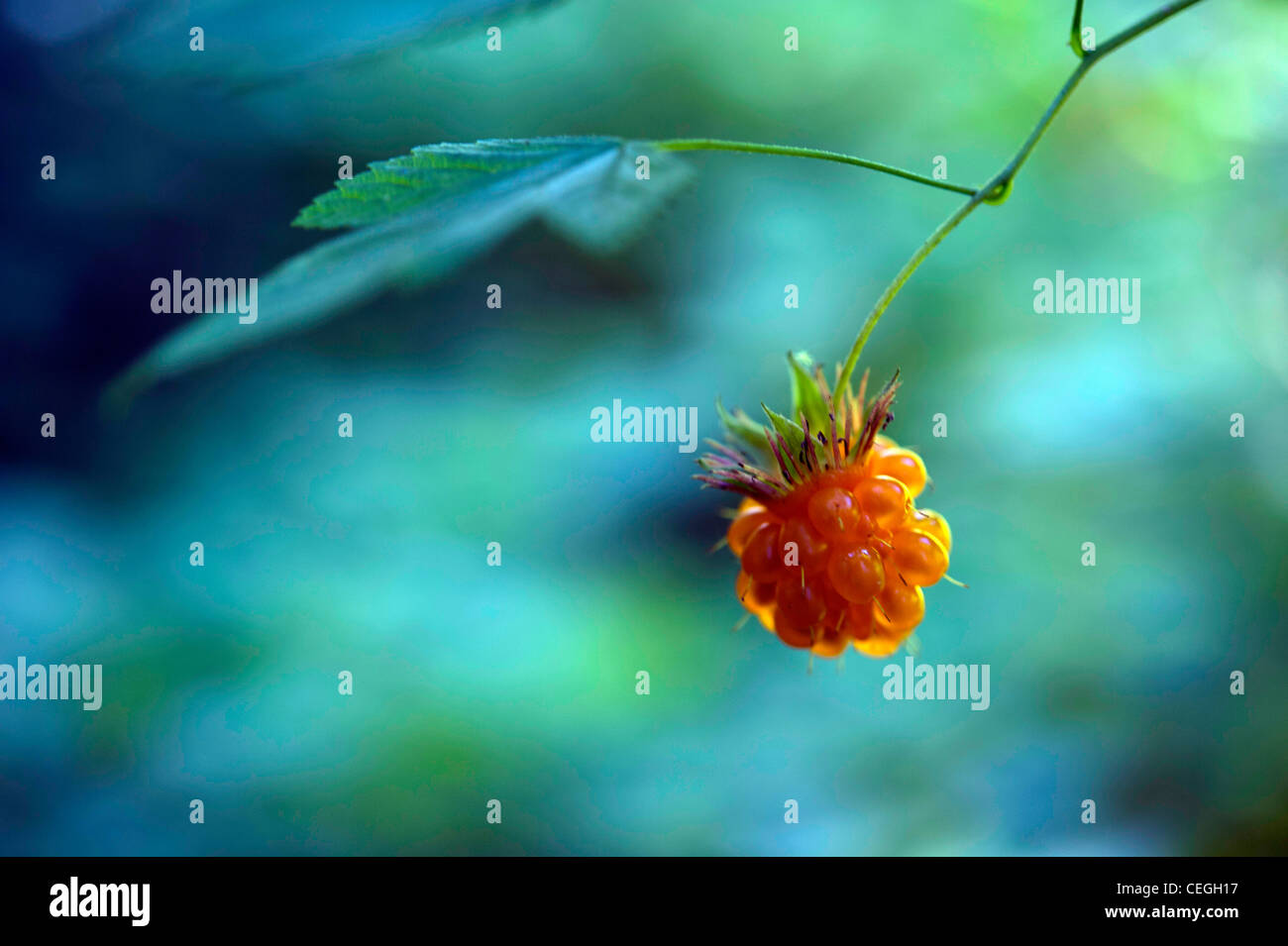 Raspberry british columbia hi-res stock photography and images - Alamy