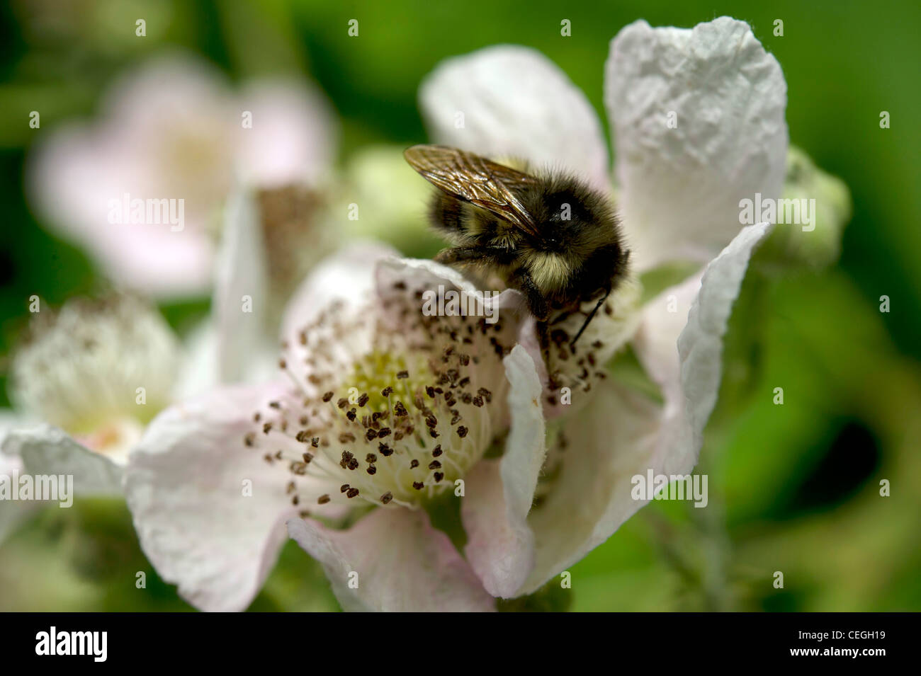 Raspberry british columbia hi-res stock photography and images - Alamy