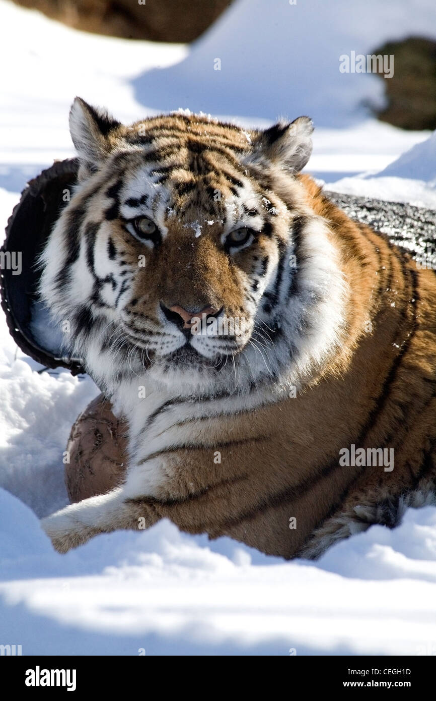 The Siberian tiger in the snow Stock Photo - Alamy