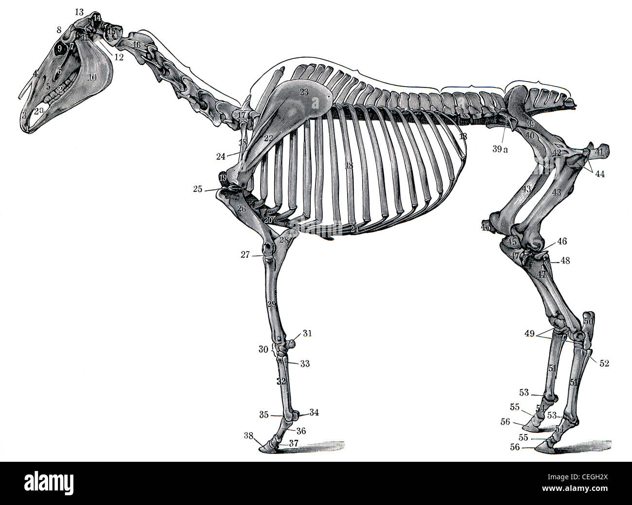 Skeleton of horse hi-res stock photography and images - Alamy