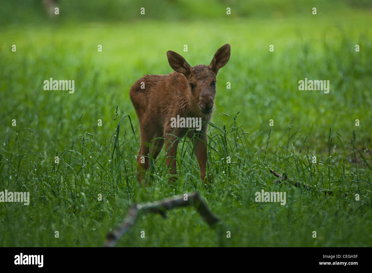 Baby moose hi-res stock photography and images - Alamy