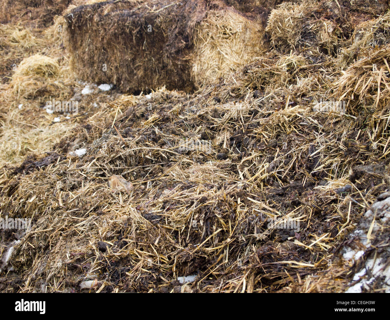 A close-up photo of manure Stock Photo - Alamy