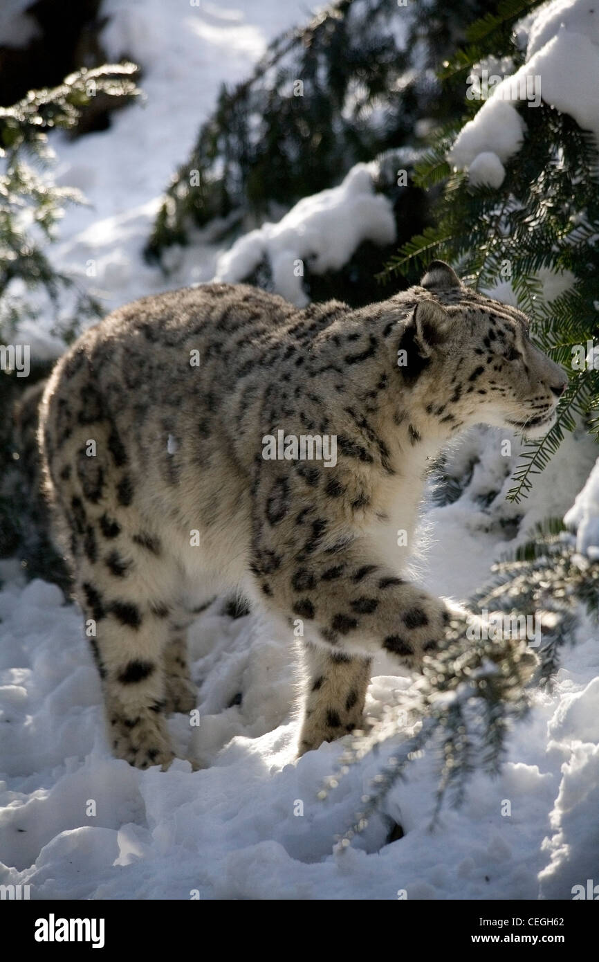 Snow leopards mating snow lrbis panthera uncia felis irbis bhutan hi ...