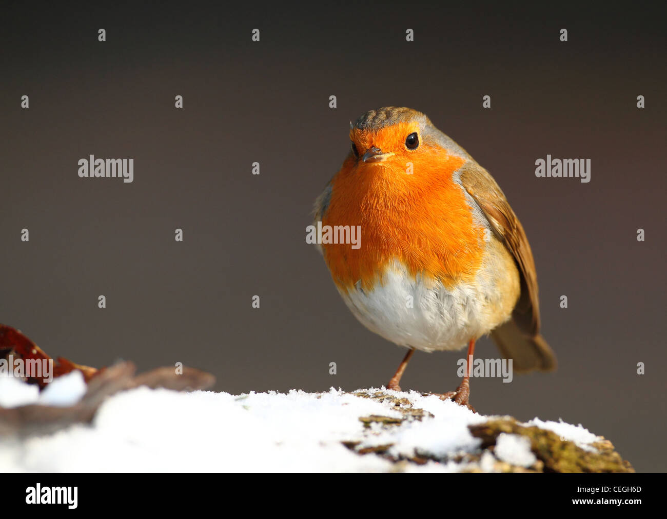 Red robin bird in the snow hi-res stock photography and images - Alamy