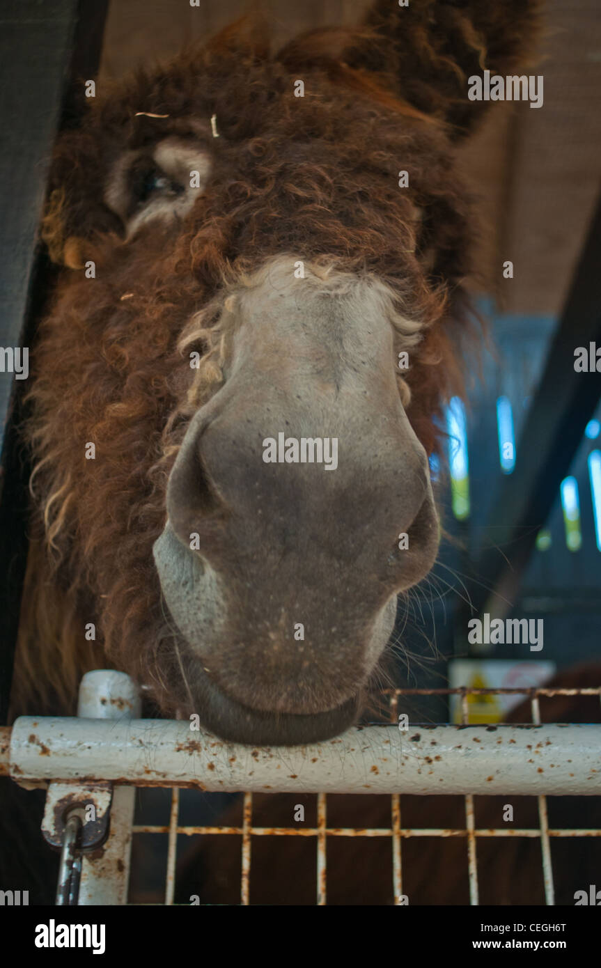 Captive animal animals hi-res stock photography and images - Alamy