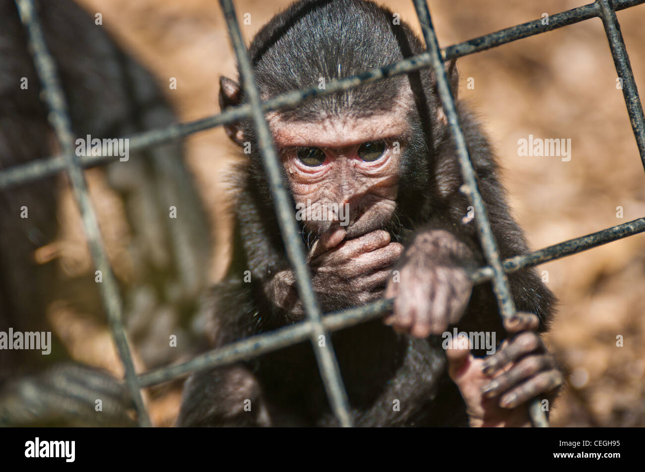 Baby monkey looks out through it's cage Stock Photo - Alamy