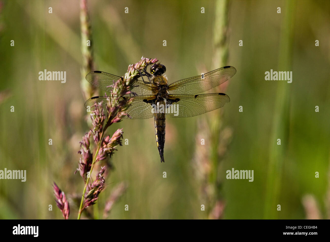 Skimmer insect summer hi-res stock photography and images - Alamy