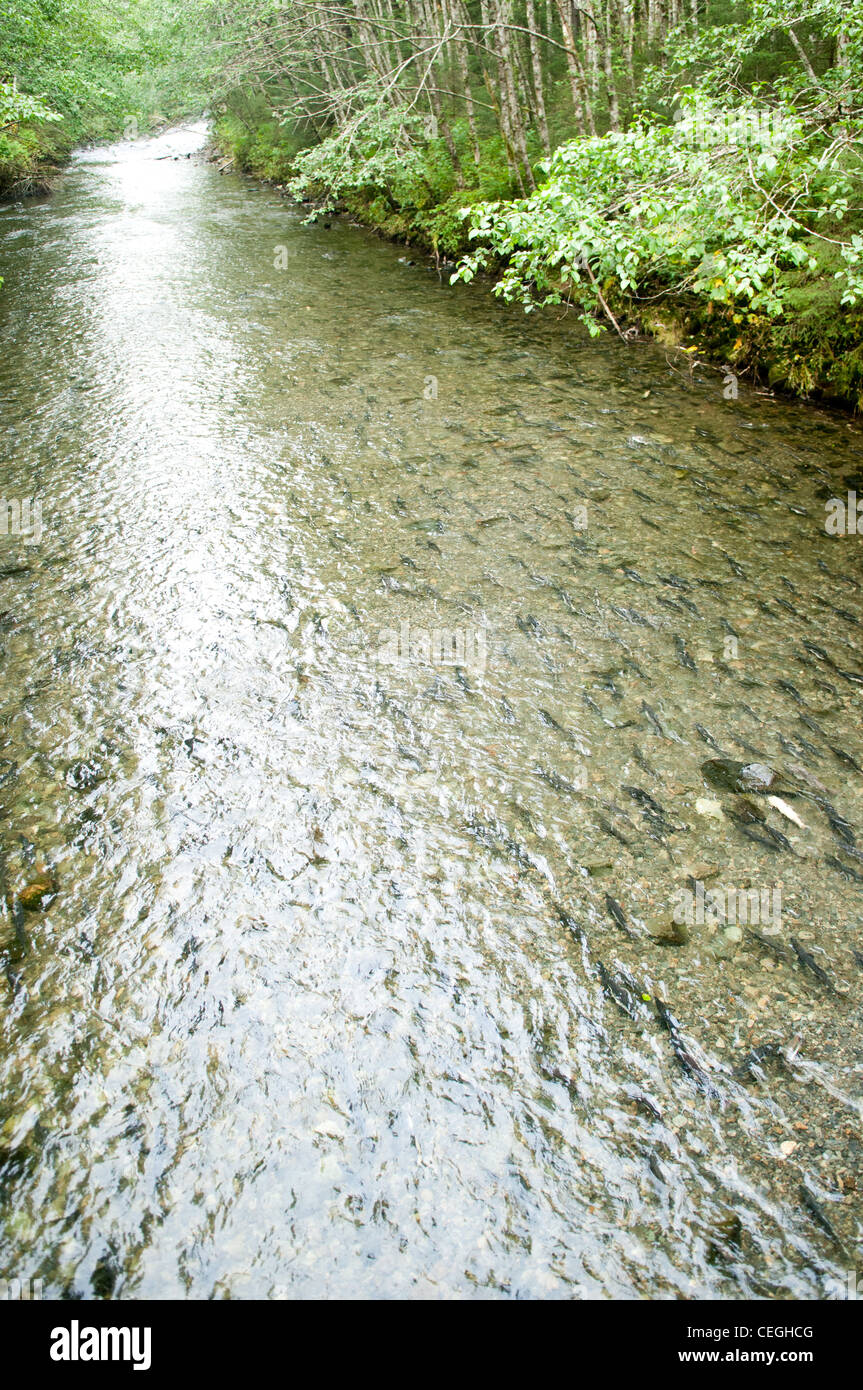 Spawning salmon, Indian River, Sitka National Historic Park aka Totem ...