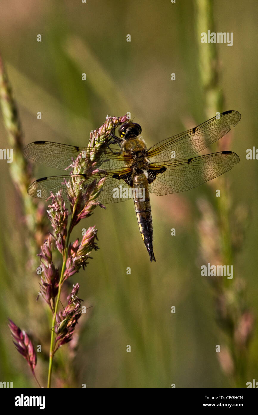 Skimmer insect summer hi-res stock photography and images - Alamy