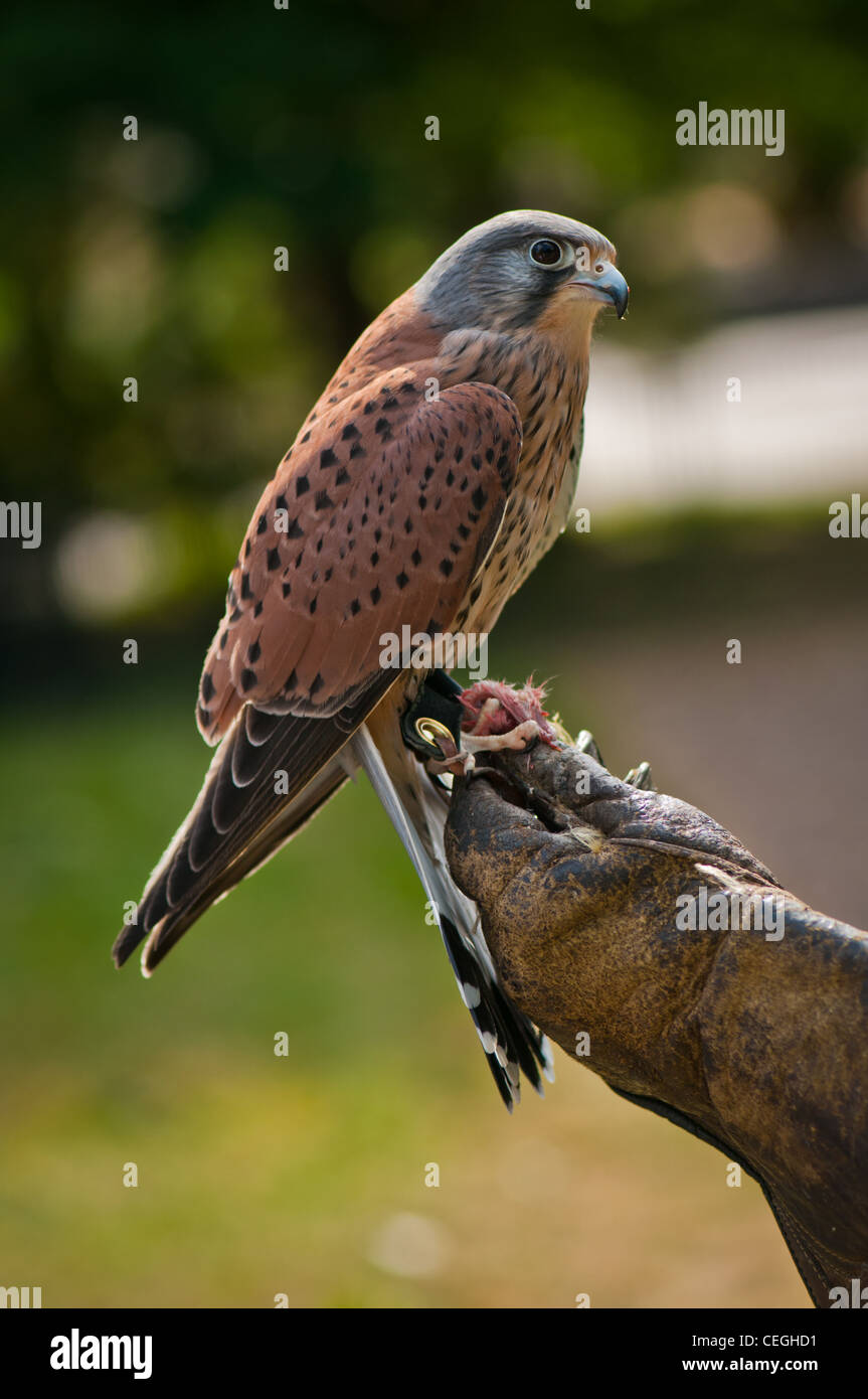 The kestrel sits on a glove Stock Photo - Alamy