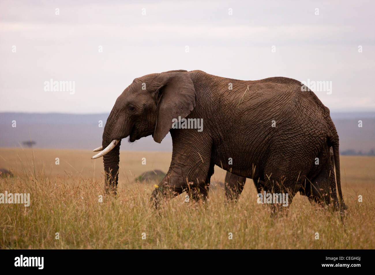 Kenya - Masai Mara - Elephant Early Morning Stock Photo - Alamy