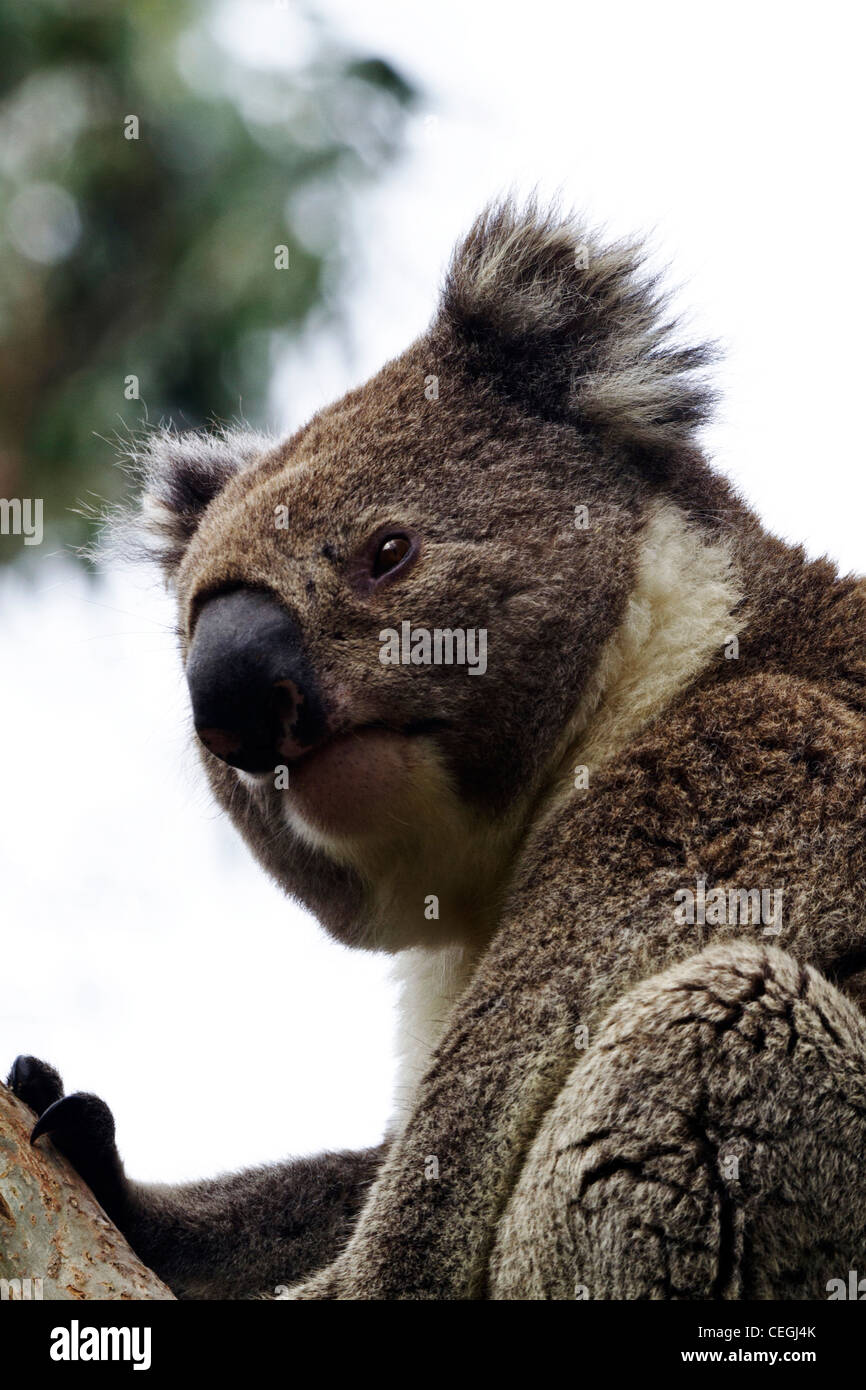 Wild koala in Australia sits, turned and perched above the world. The ...