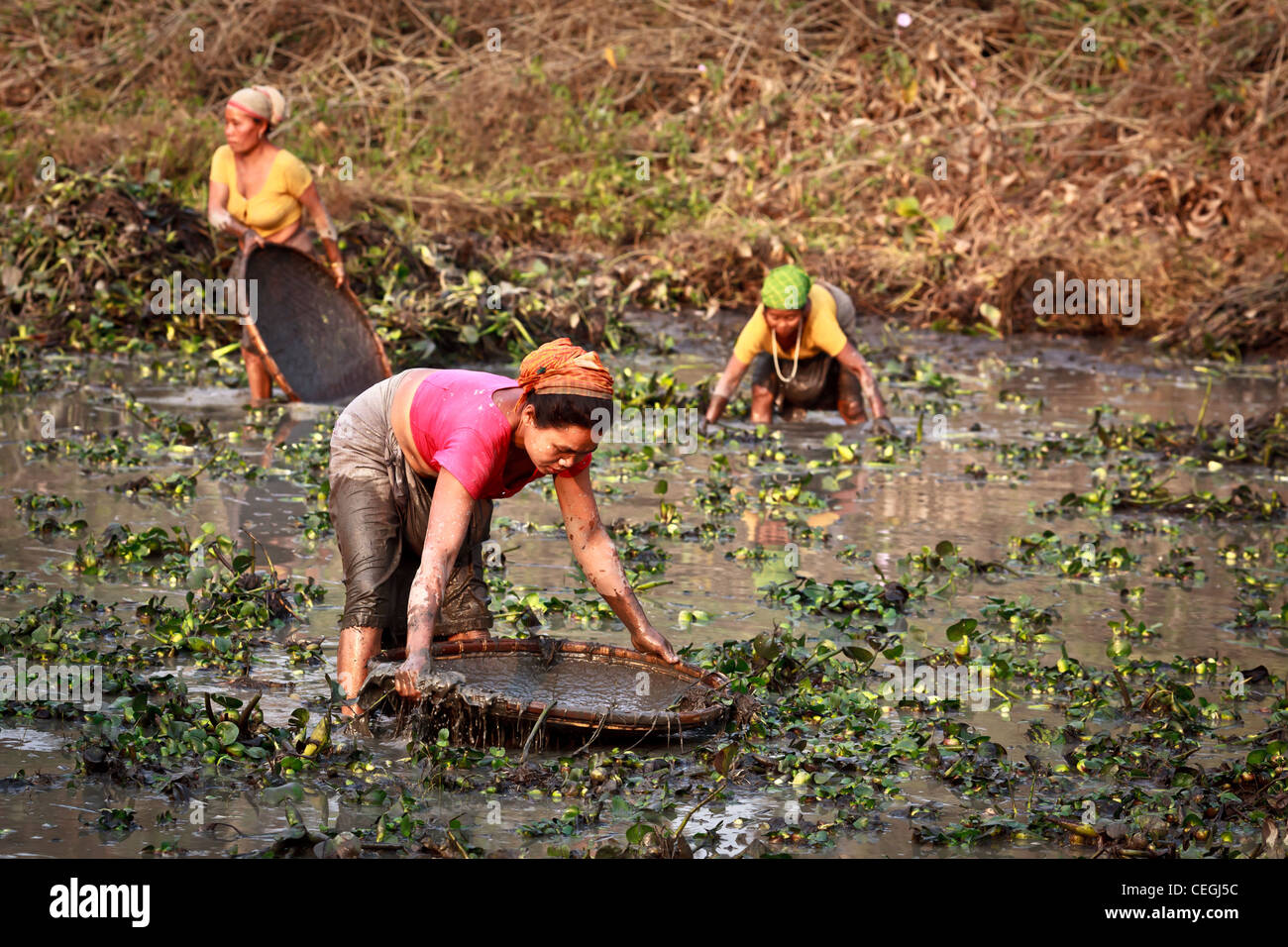 Traditional fishing on Majuli Island carried out by three women, Assam, India Stock Photo - Alamy