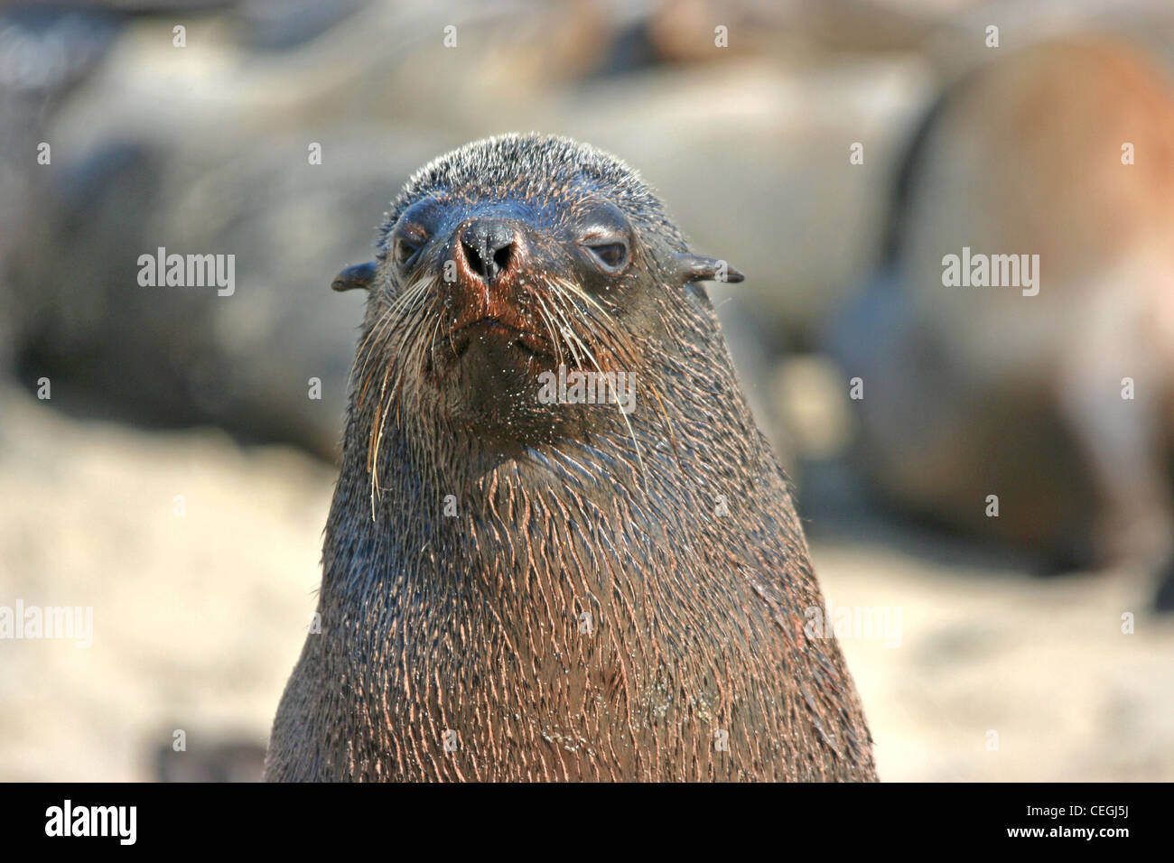 seal of big seal colony in namibia Stock Photo - Alamy
