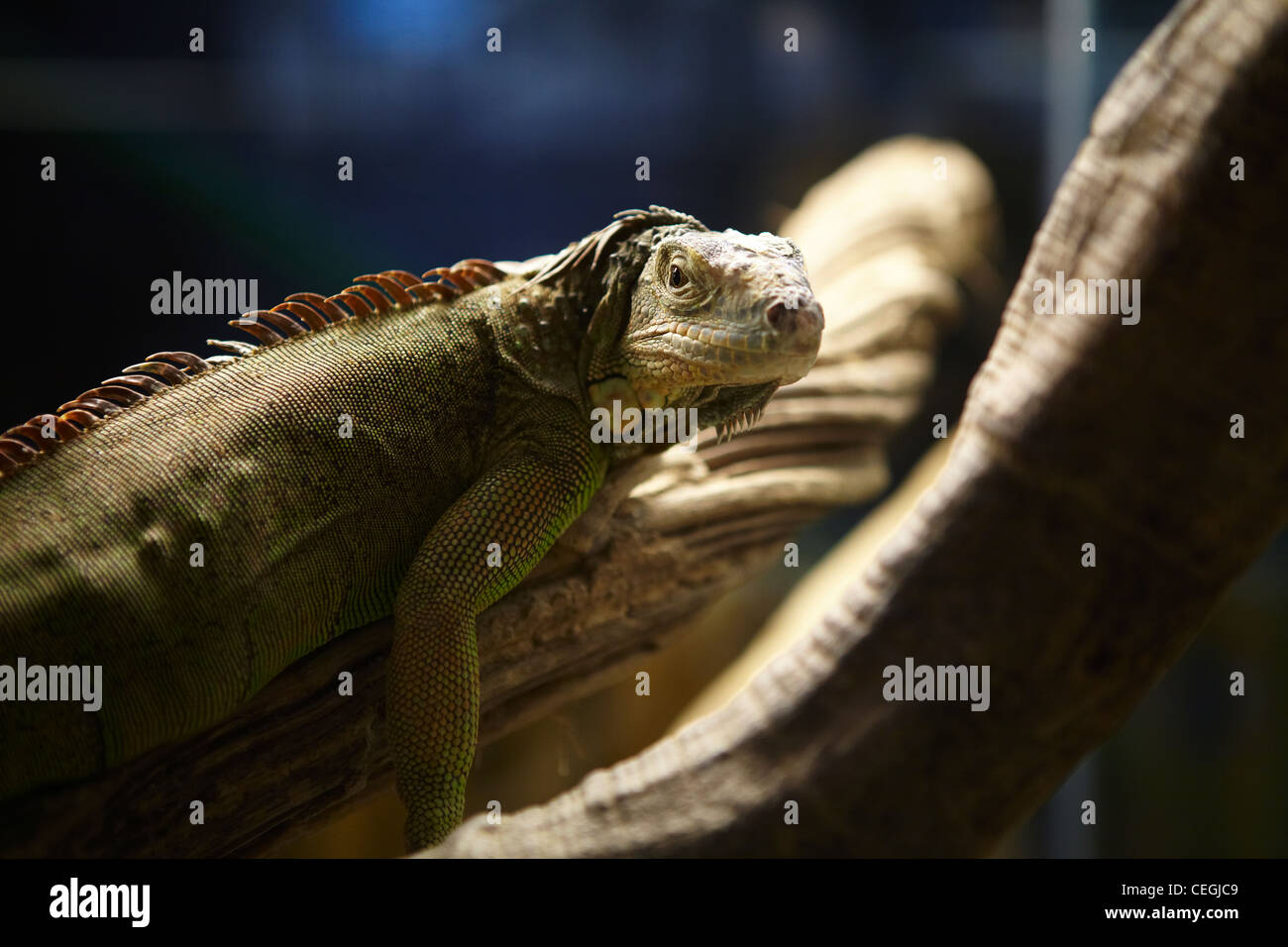 Large lizard hi-res stock photography and images - Alamy